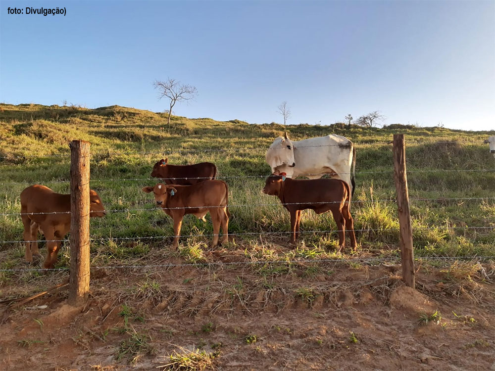 FAZENDA DE MINAS GERAIS PRODUZ TOUROS MELHORADORES COM RIGOROSA ...